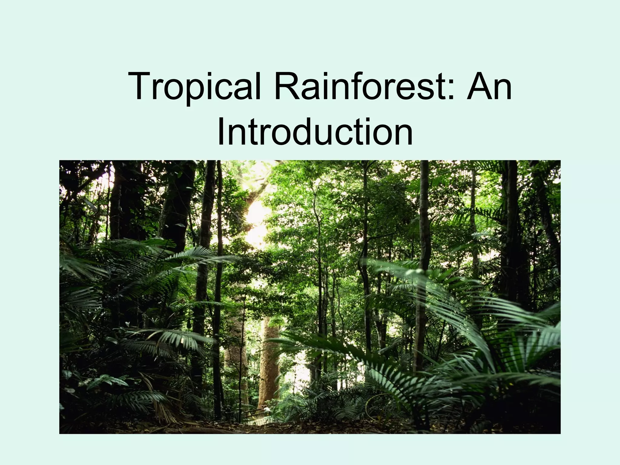 Tropical Rainforest | PPT
