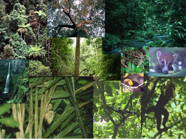 Tropical Rainforest Introduction | PPT