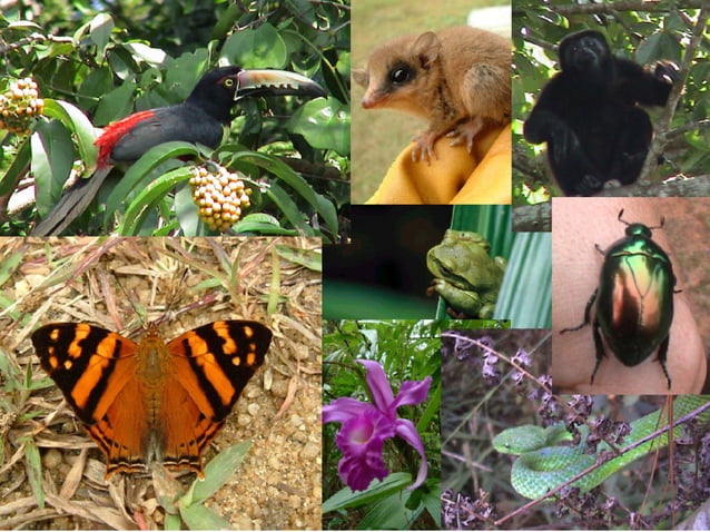 Tropical Rainforest Introduction | PPT