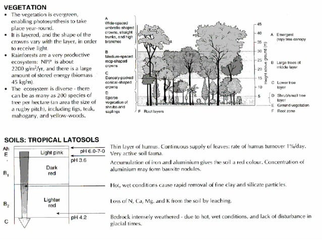 Tropical Rainforest Introduction | PPT