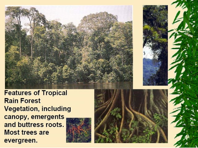 Tropical Rainforest Introduction | PPT