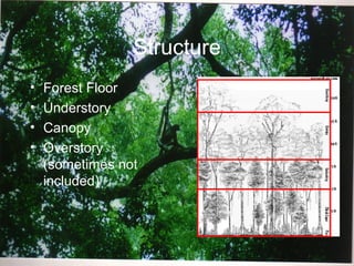 Tropical Rainforests | PPT
