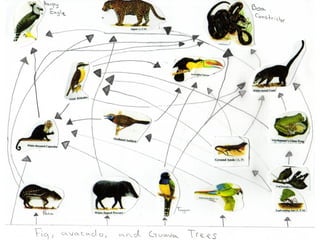 Tropical Rainforests | PPT
