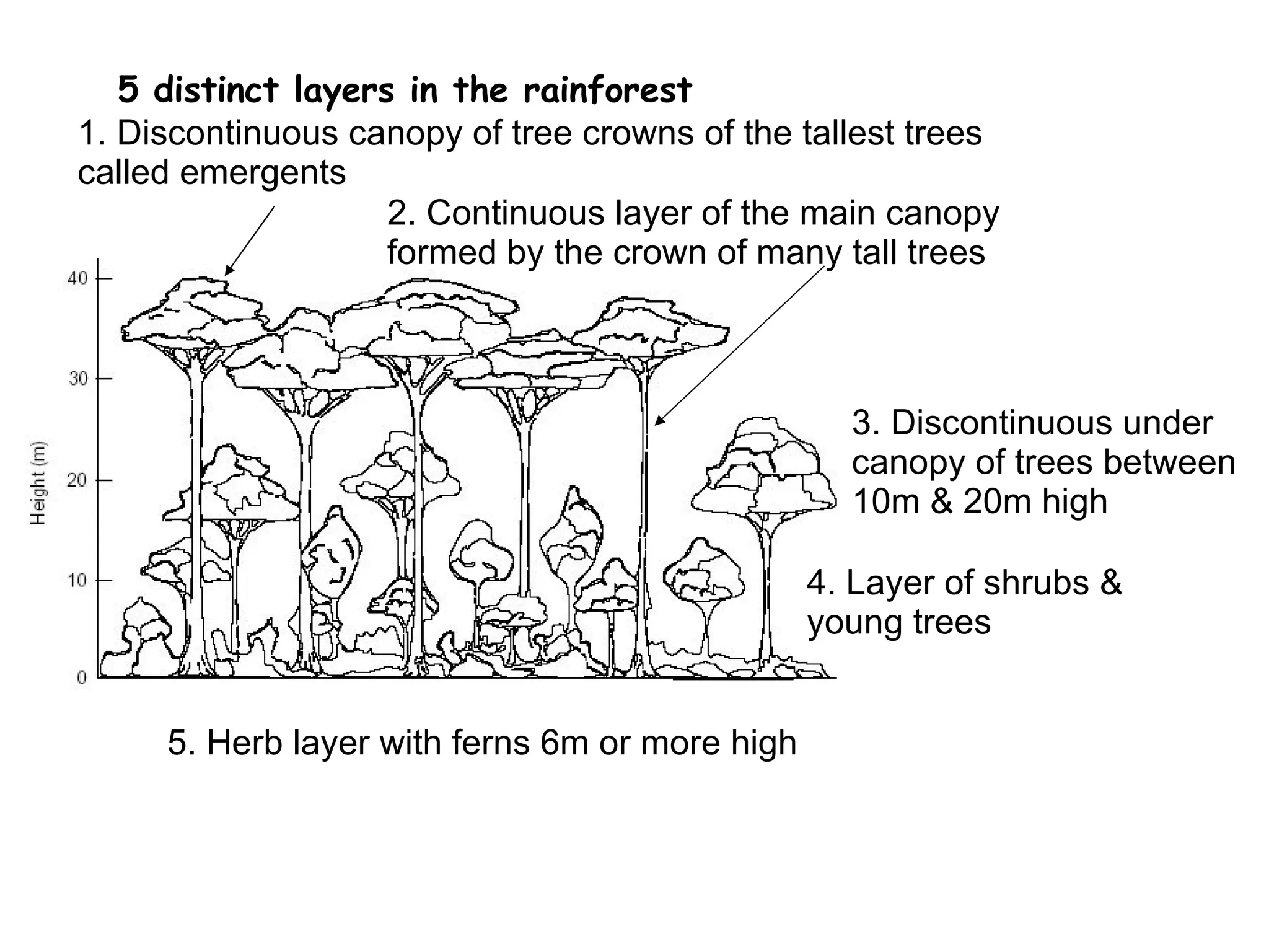Tropical Rainforests Intro | PPT