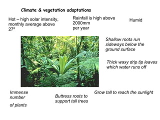Tropical Rainforests Intro | PPT