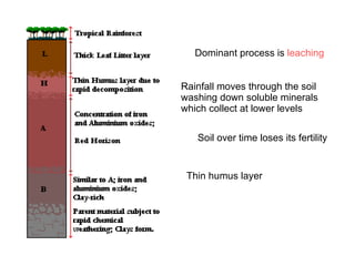 Tropical Rainforests Intro | PPT