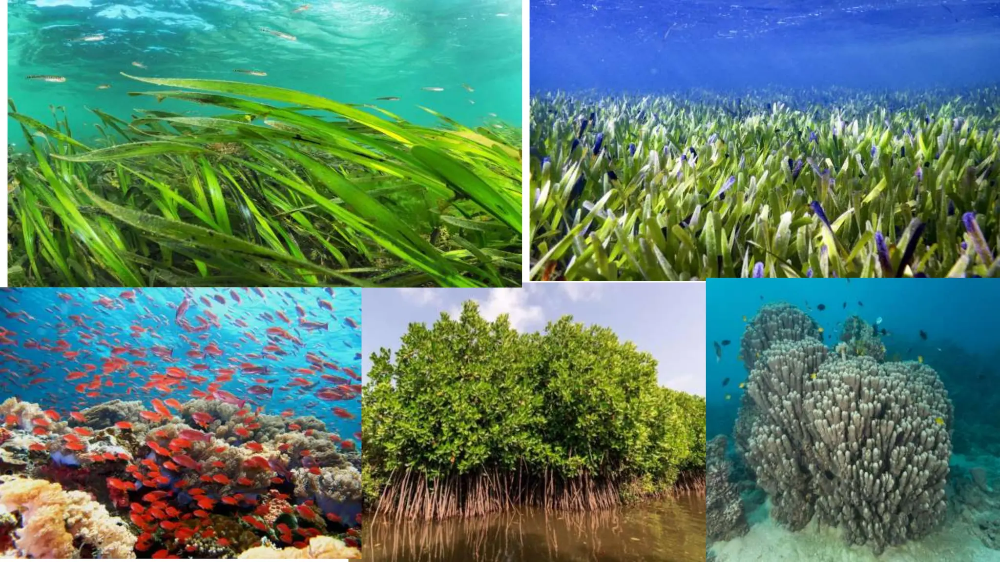 Tropical coastal ecosystems...........pptx