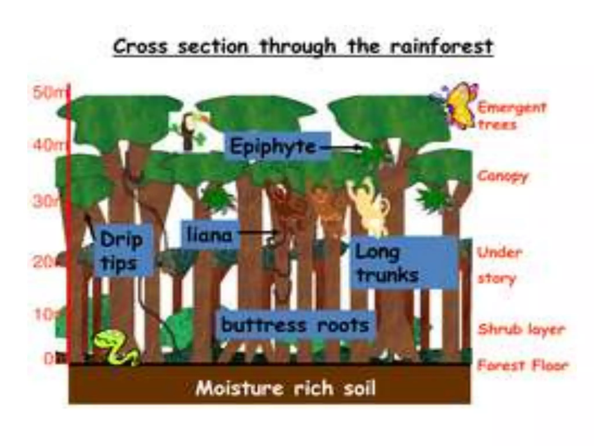 Tropical environments | PPTX
