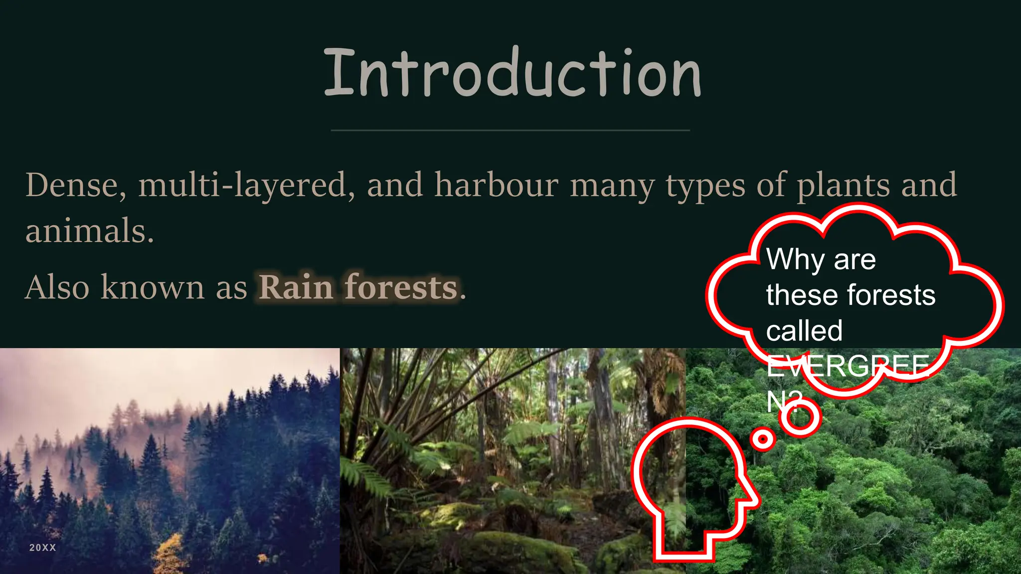 Tropical Evergreen forests Class 9 Geography.pptx