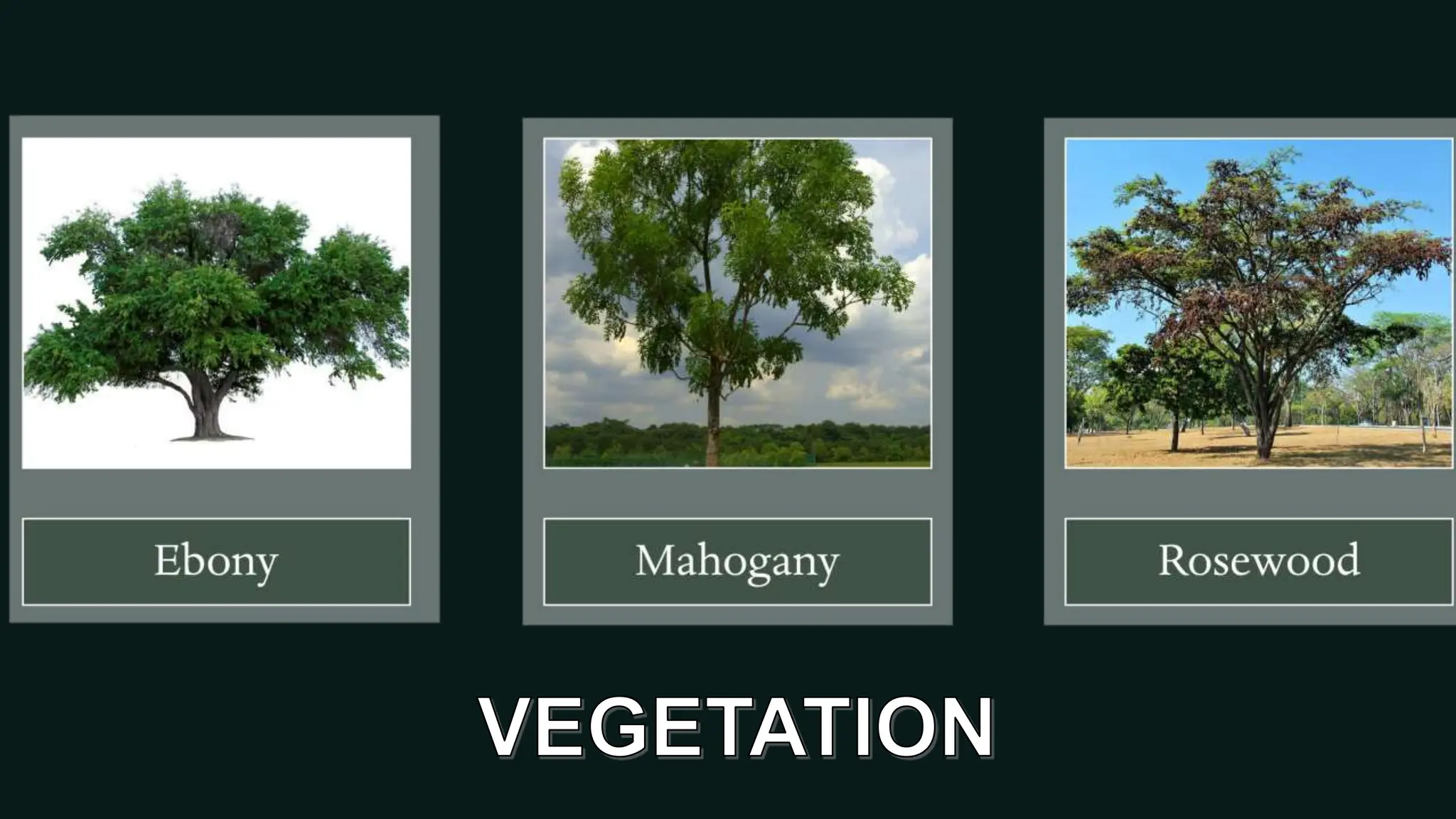 Tropical Evergreen forests Class 9 Geography.pptx