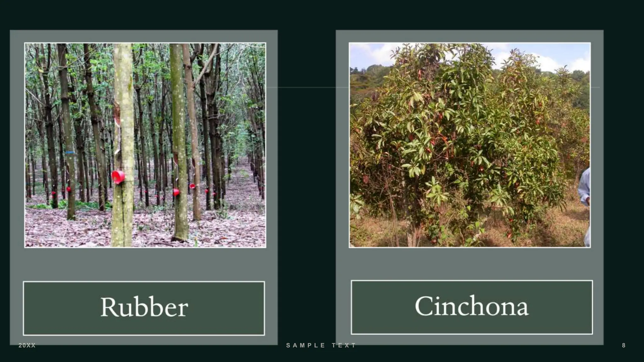 Tropical Evergreen forests Class 9 Geography.pptx