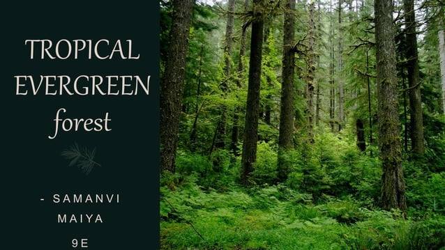 Tropical Evergreen forests Class 9 Geography.pptx