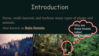 Tropical Evergreen forests Class 9 Geography.pptx