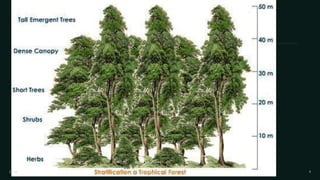 Tropical Evergreen forests Class 9 Geography.pptx