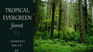 Tropical Evergreen forests Class 9 Geography.pptx