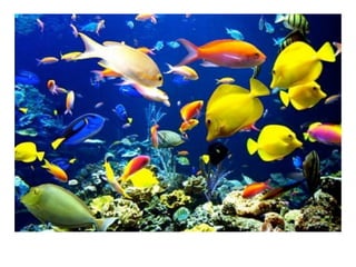 Tropical Fish | PPT
