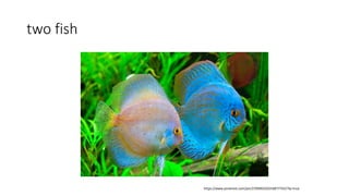 Tropical fish | PPT
