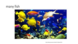Tropical fish | PPT
