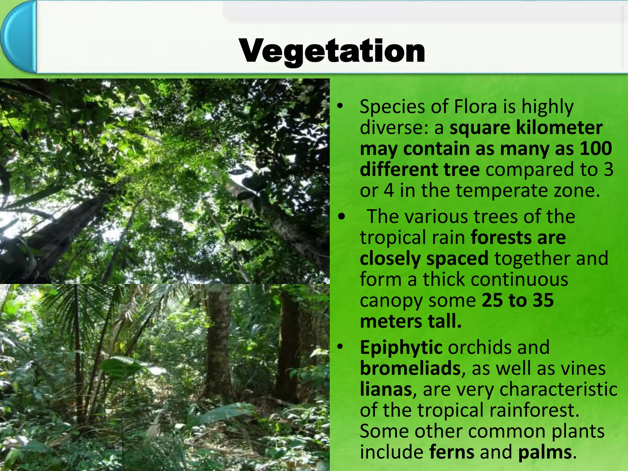 Tropical forest ecosystem | PPTX