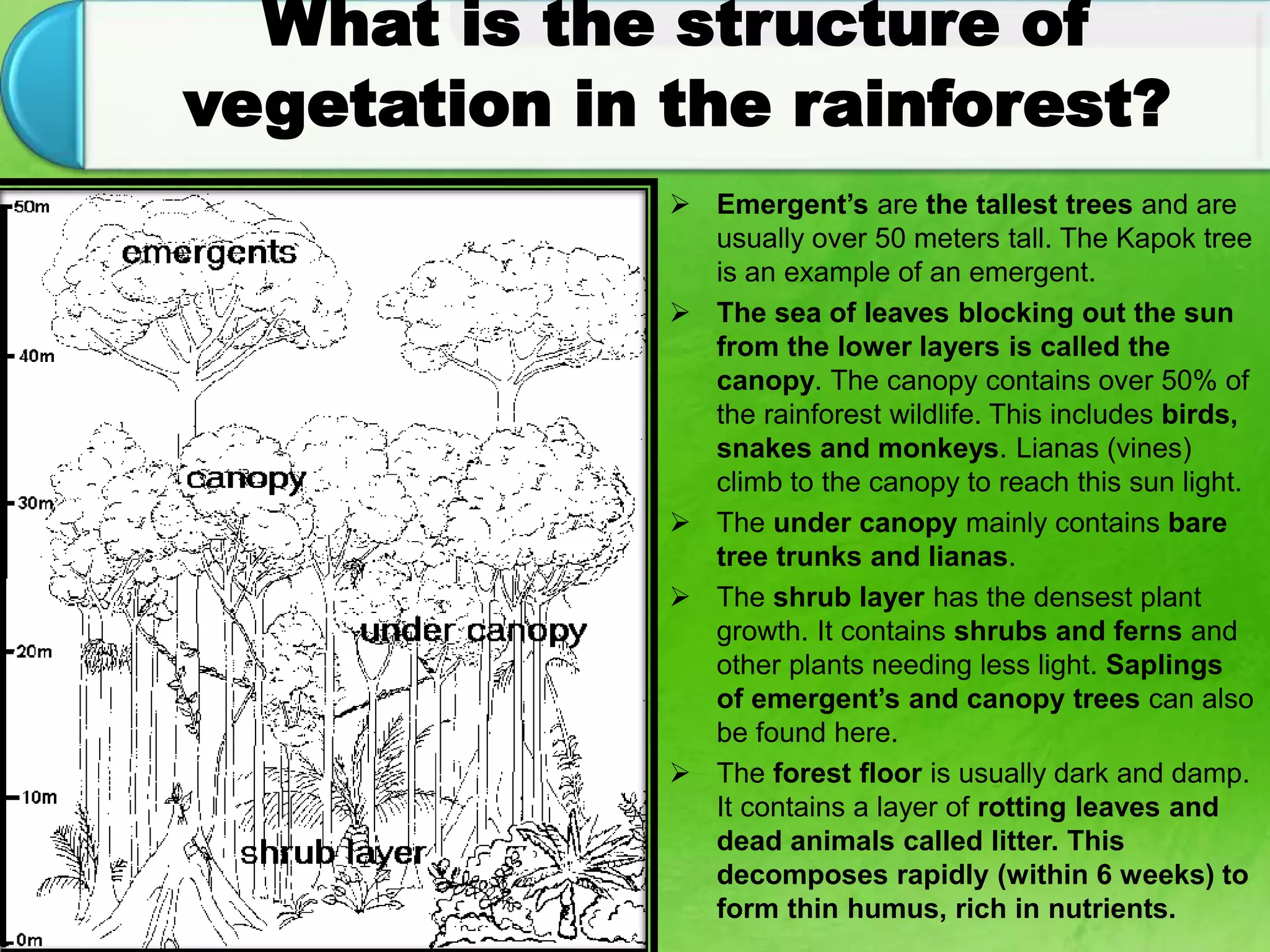 Tropical forest ecosystem | PPTX