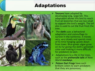 Tropical forest ecosystem | PPTX