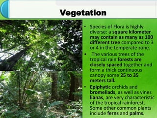 Tropical forest ecosystem | PPTX