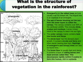 Tropical forest ecosystem | PPTX