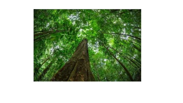 tropical forests.pptx