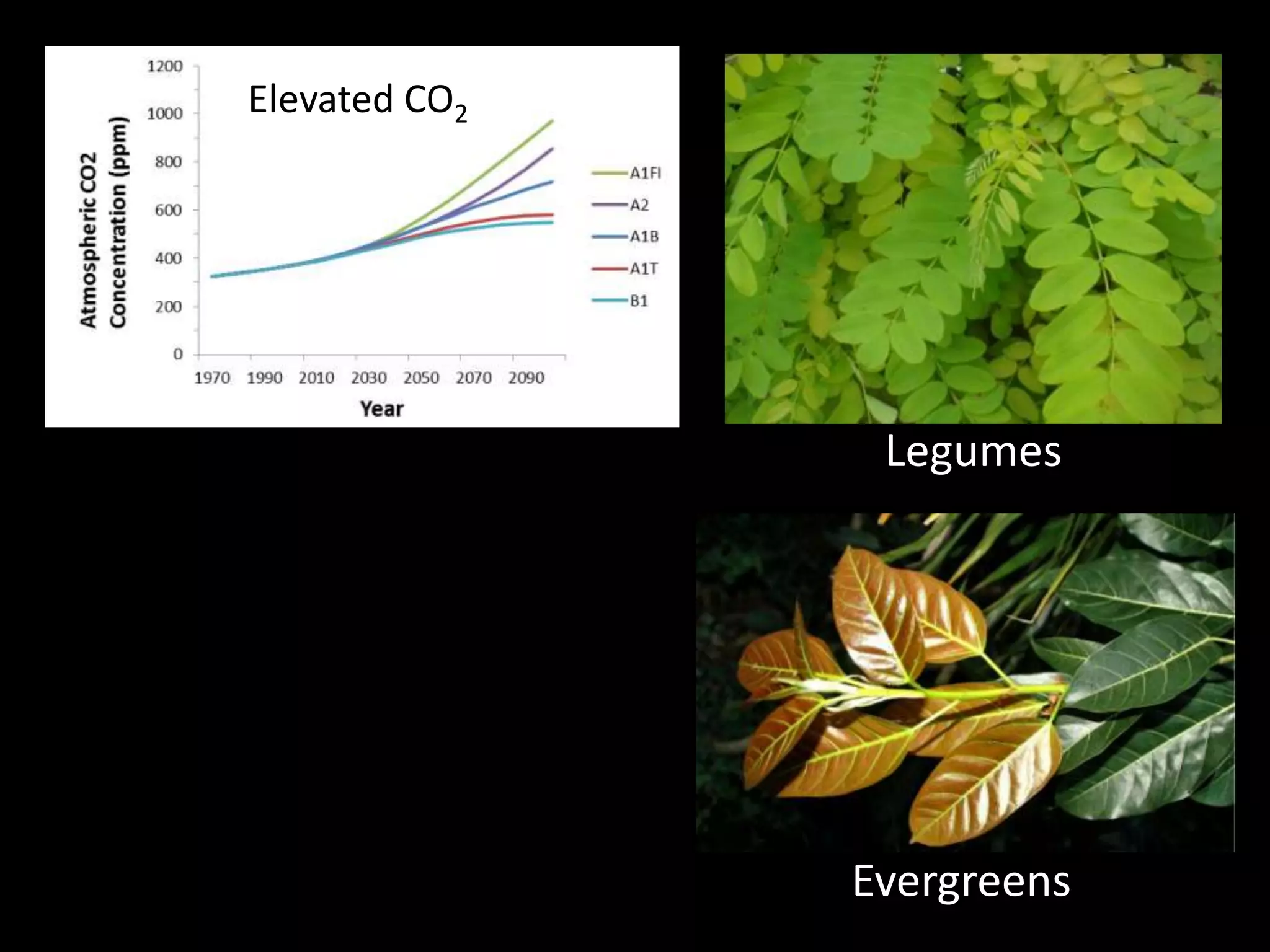 Tropical forests Lecture | PPTX