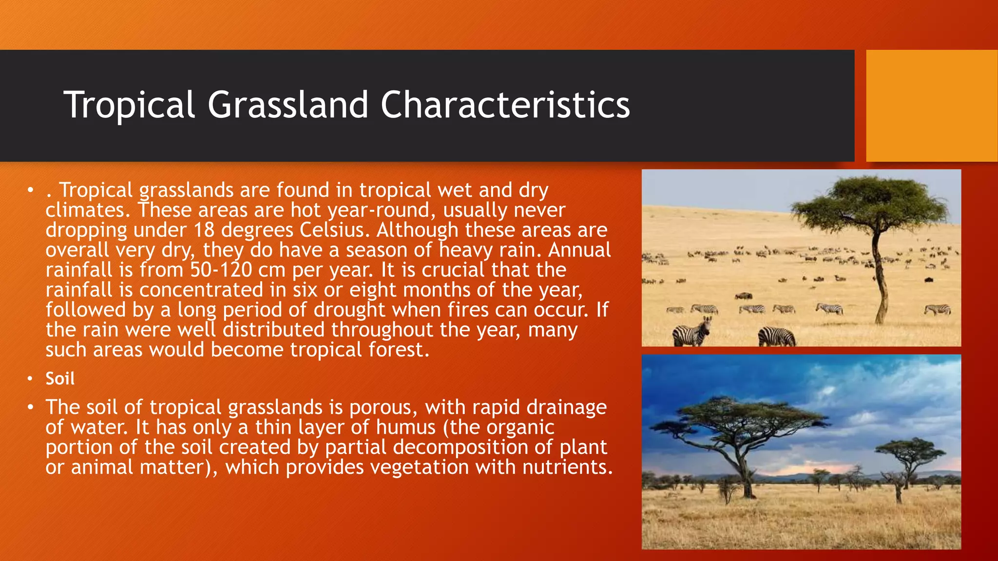 Tropical grassland presentation | PPTX