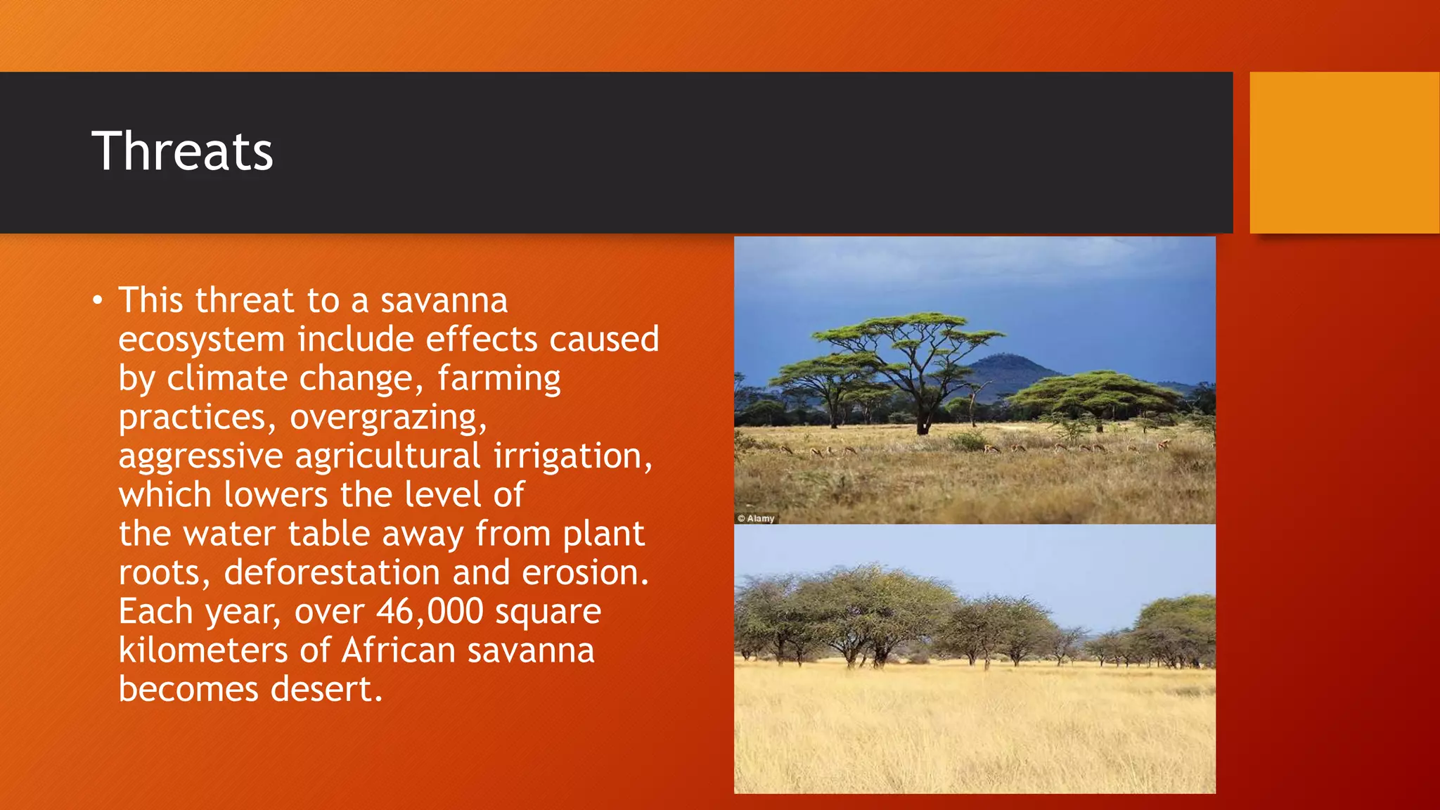 Tropical grassland presentation | PPTX