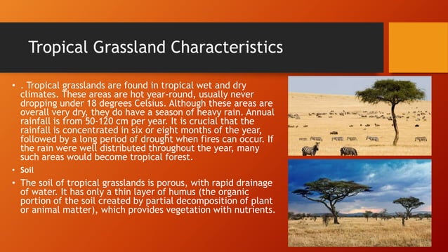 Tropical grassland presentation | PPTX