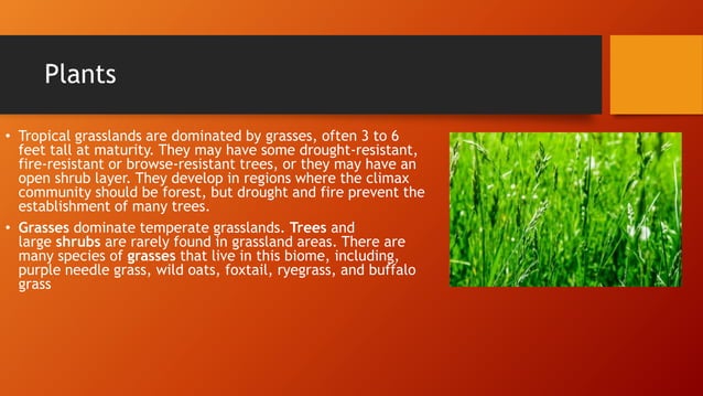 Tropical grassland presentation | PPTX