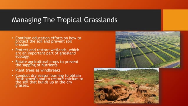 Tropical grassland presentation | PPTX