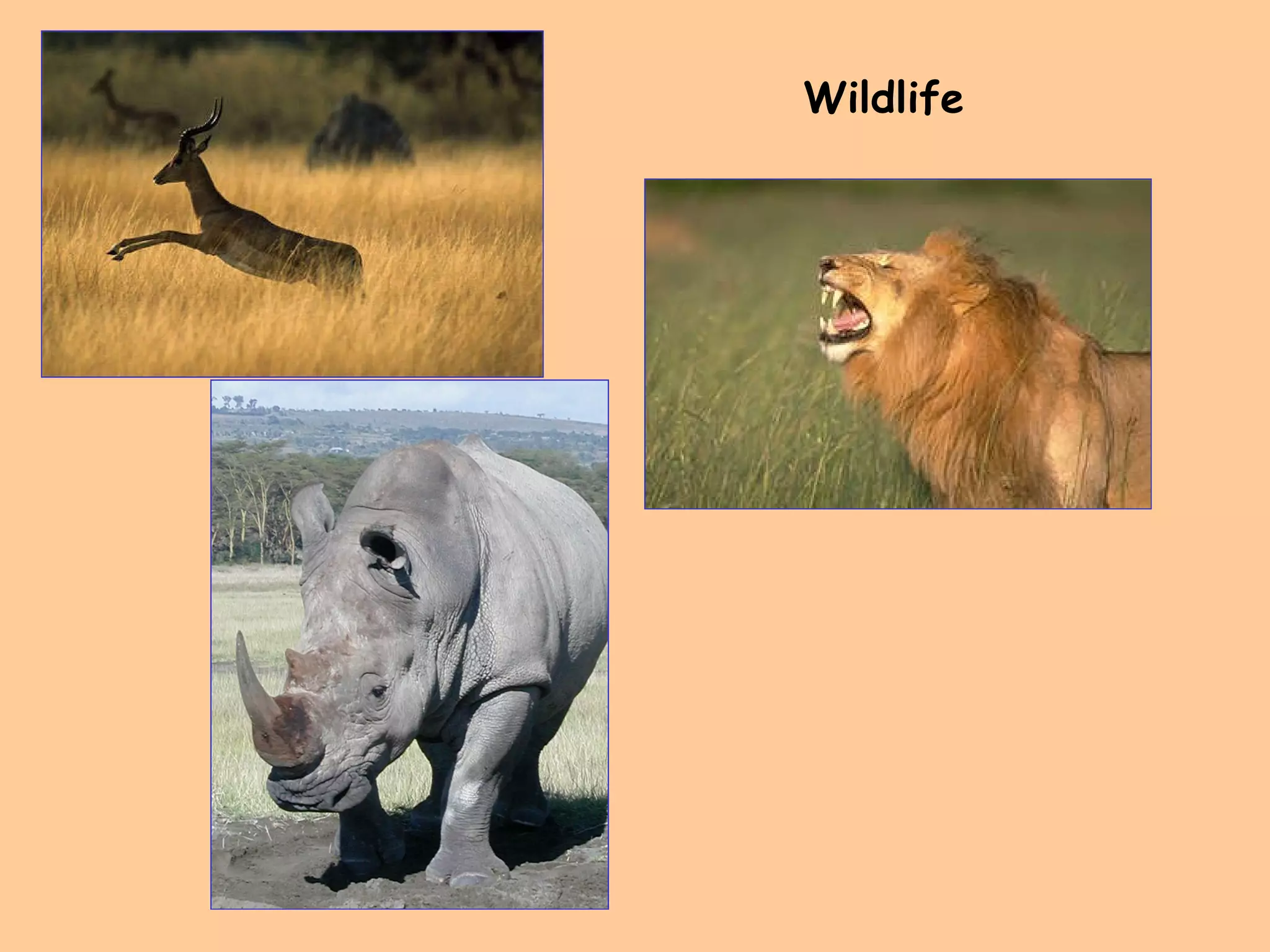 Tropical Grasslands | PPT