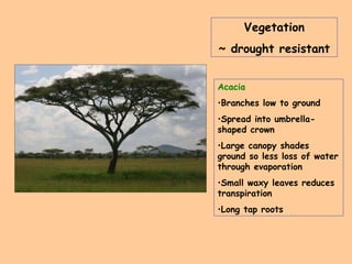 Tropical Grasslands | PPT