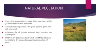 Tropical Grasslands.pptx