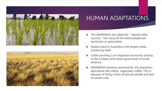 Tropical Grasslands.pptx