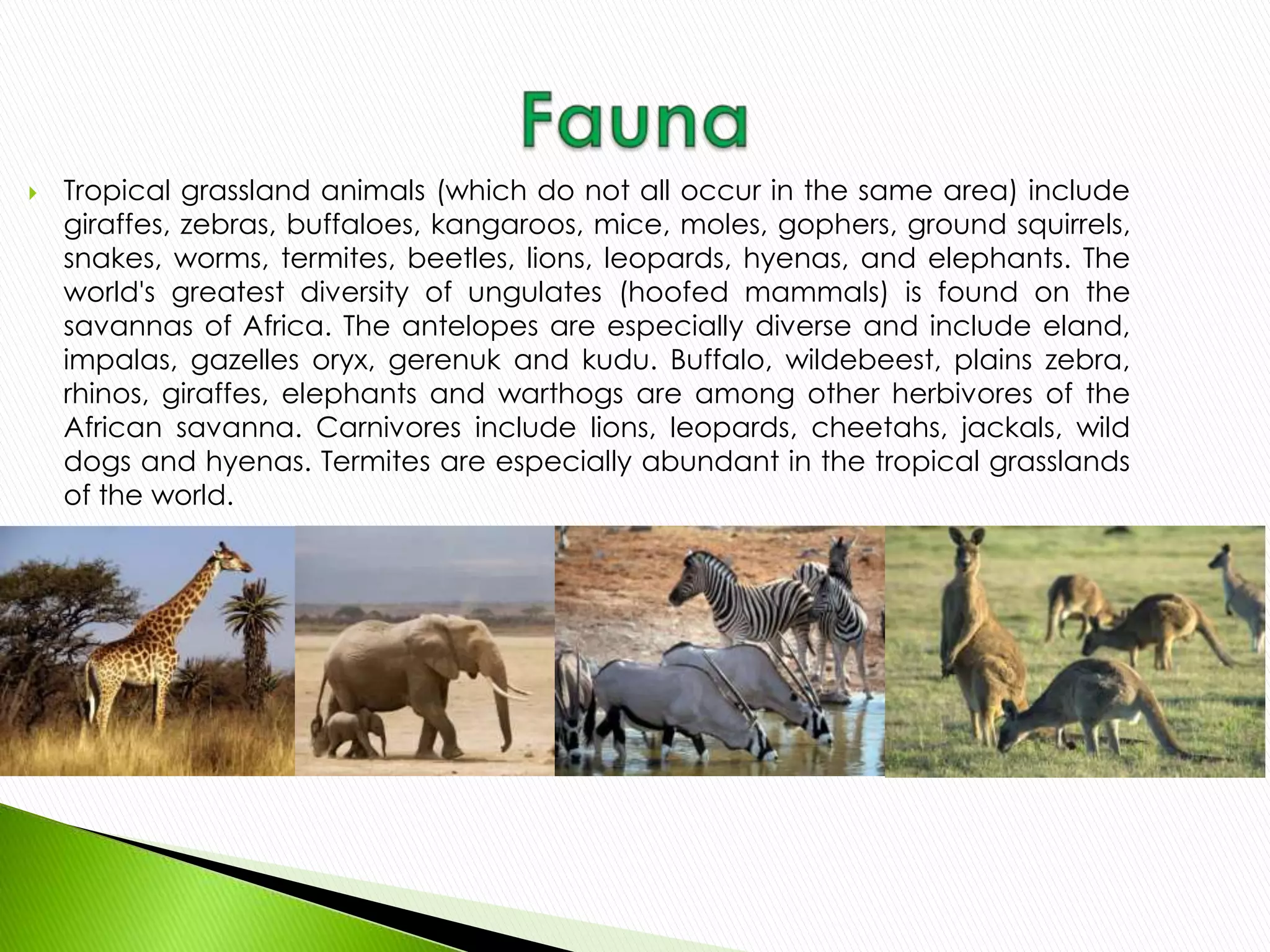 Tropical grasslands 6th | PPSX | Zoos & Aquariums | Attractions