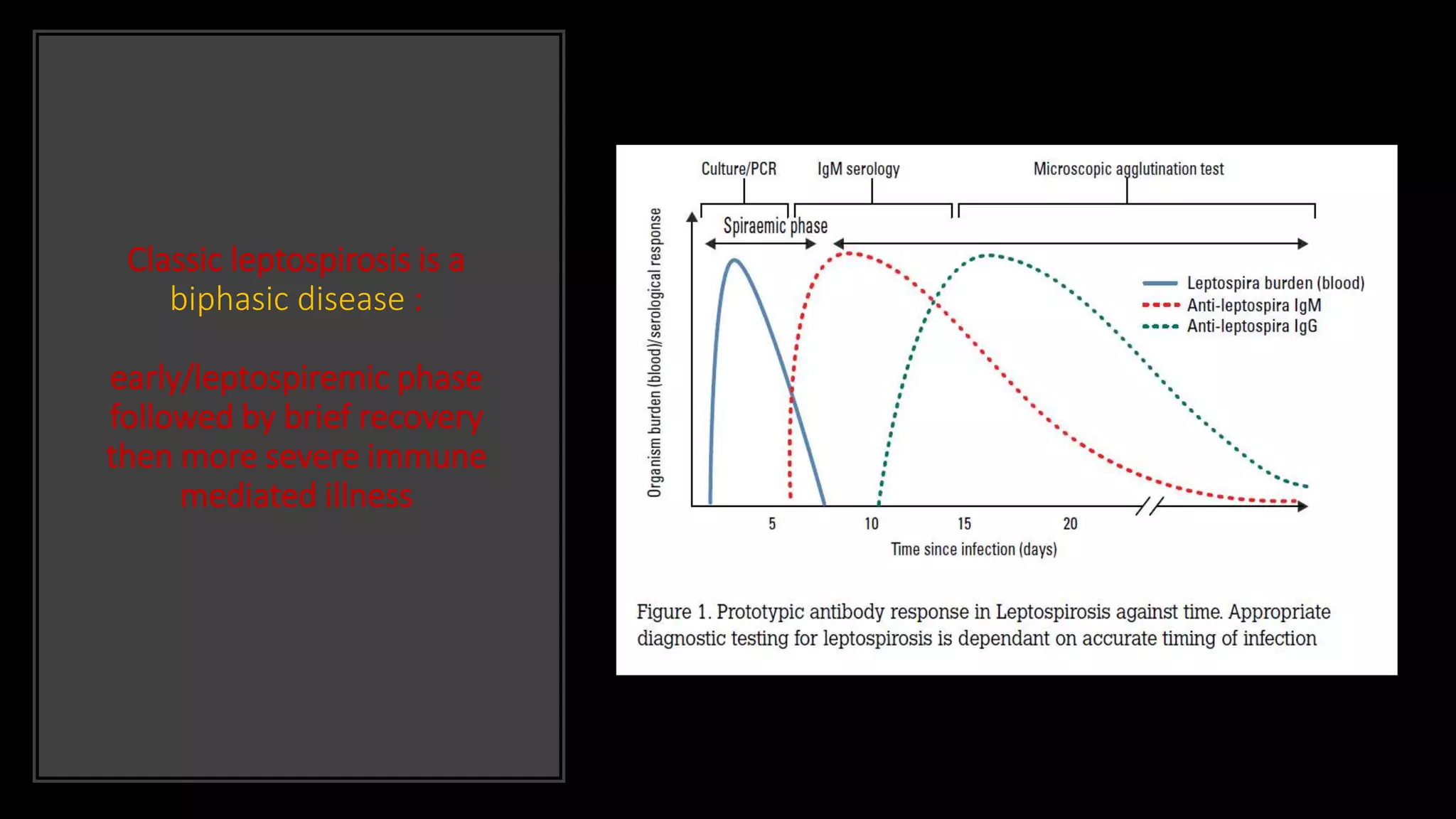Tropical infections in Indian icu | PPTX