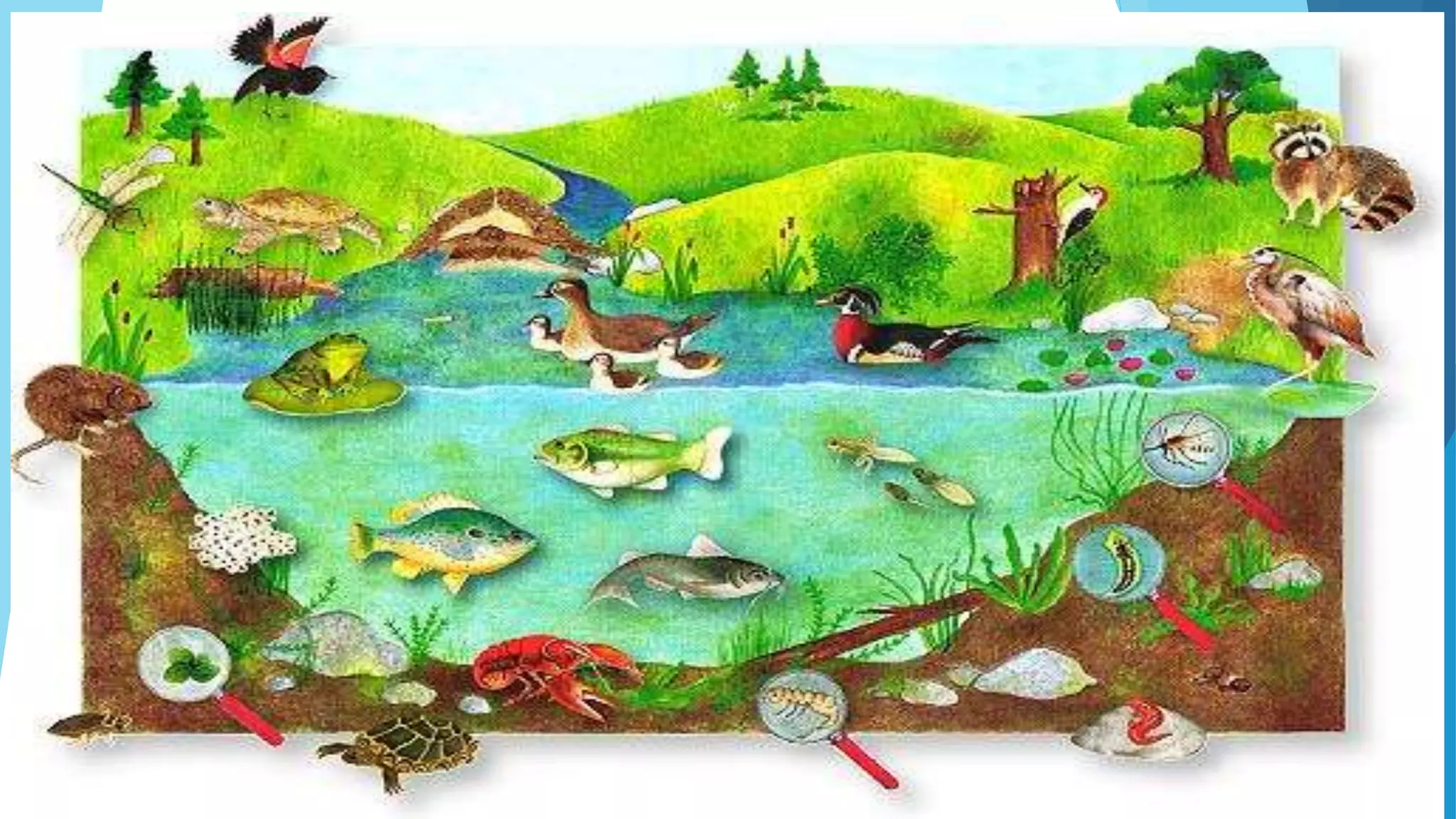 Tropical levels and food chains | PPTX