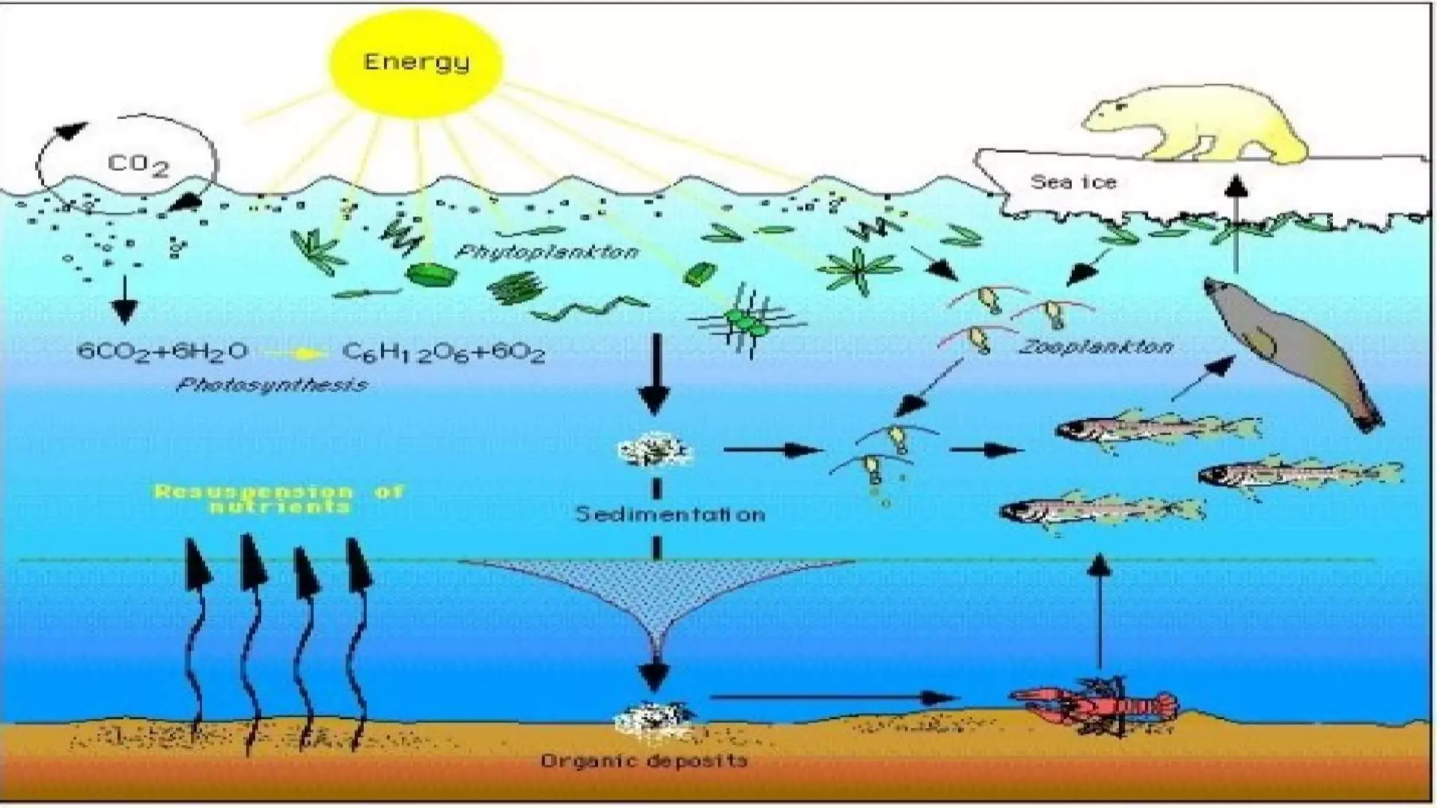 Tropical levels and food chains | PPTX