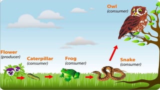 Tropical levels and food chains | PPT