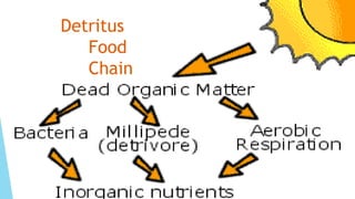 Tropical levels and food chains | PPTX