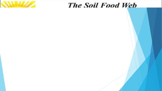 Tropical levels and food chains | PPTX