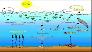 Tropical levels and food chains | PPTX