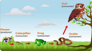 Tropical levels and food chains | PPTX