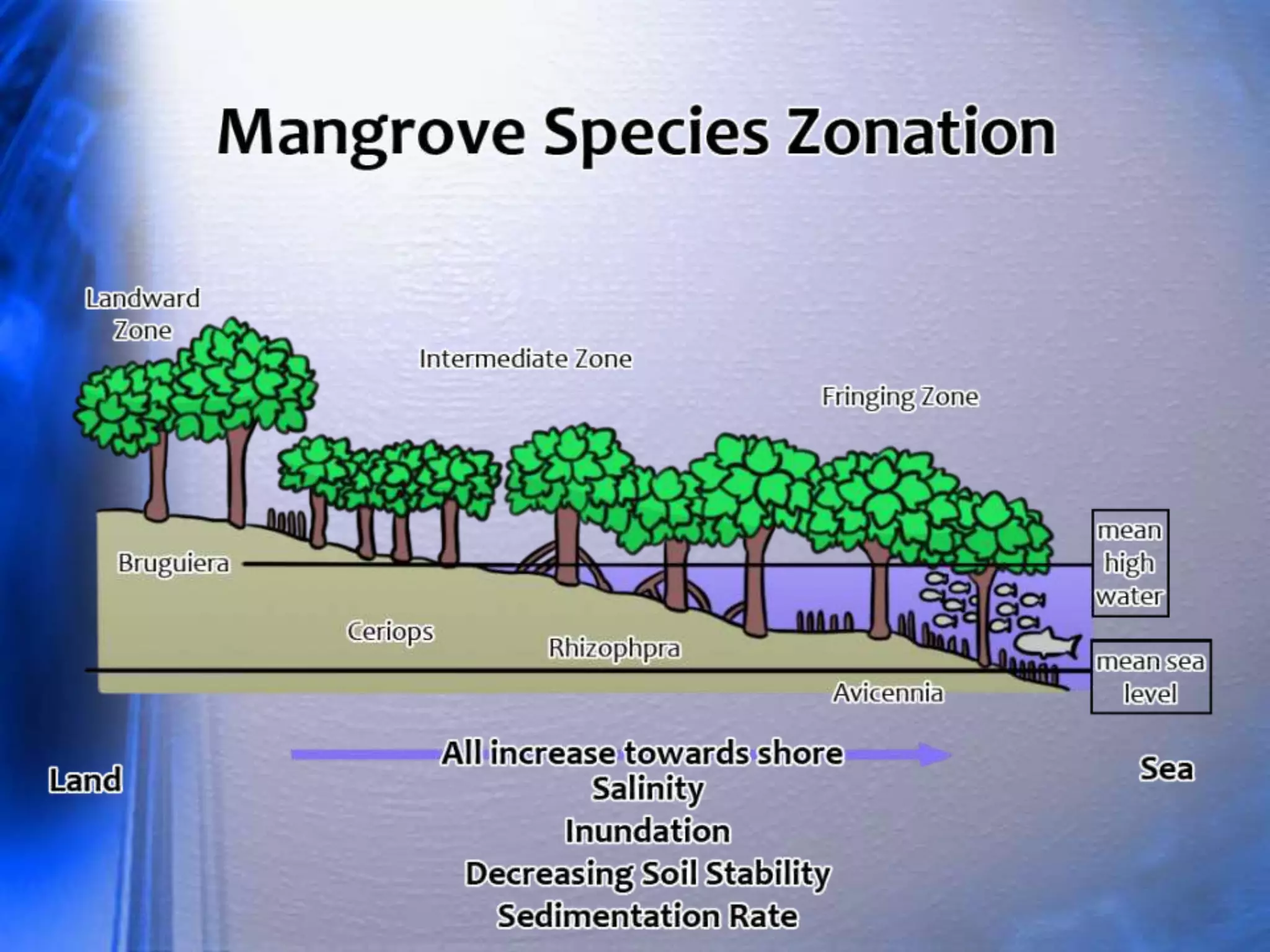 Tropical mangroove ecosystem | PPT