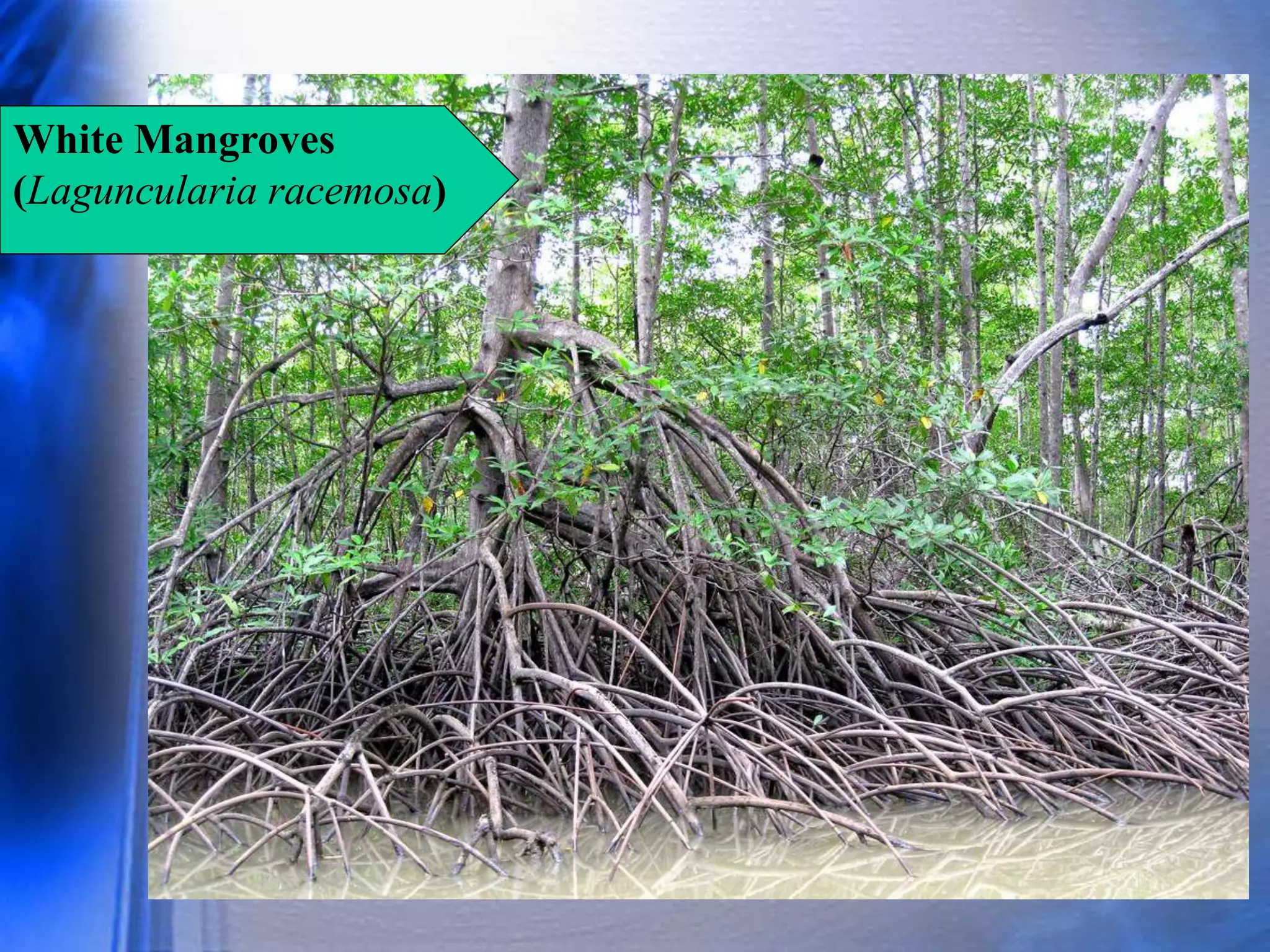 Tropical mangroove ecosystem | PPT