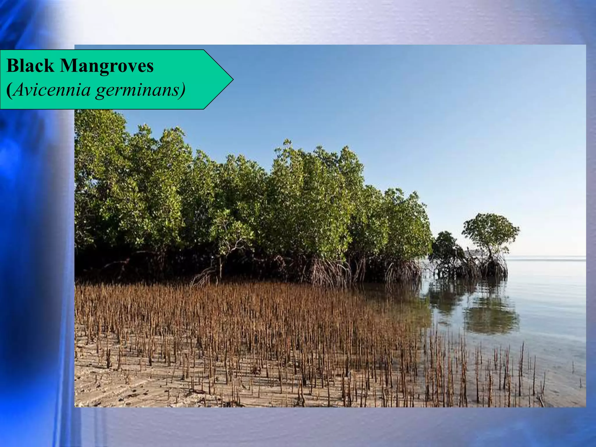 Tropical mangroove ecosystem | PPT